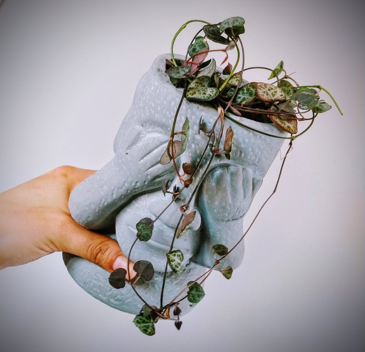 The "String Theory" For Plant People – Plant Gather