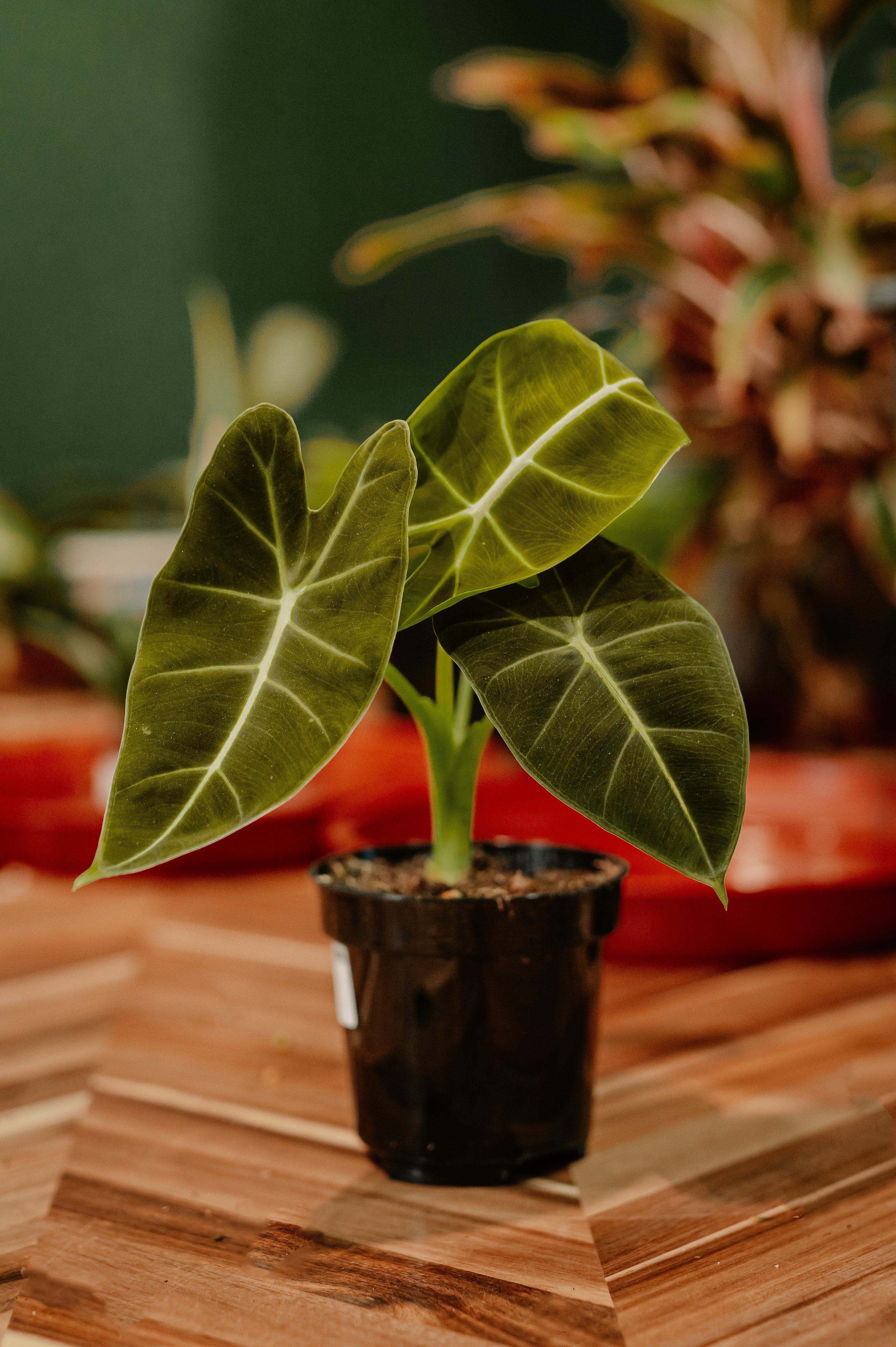 ALL PLANTS – Plant Gather