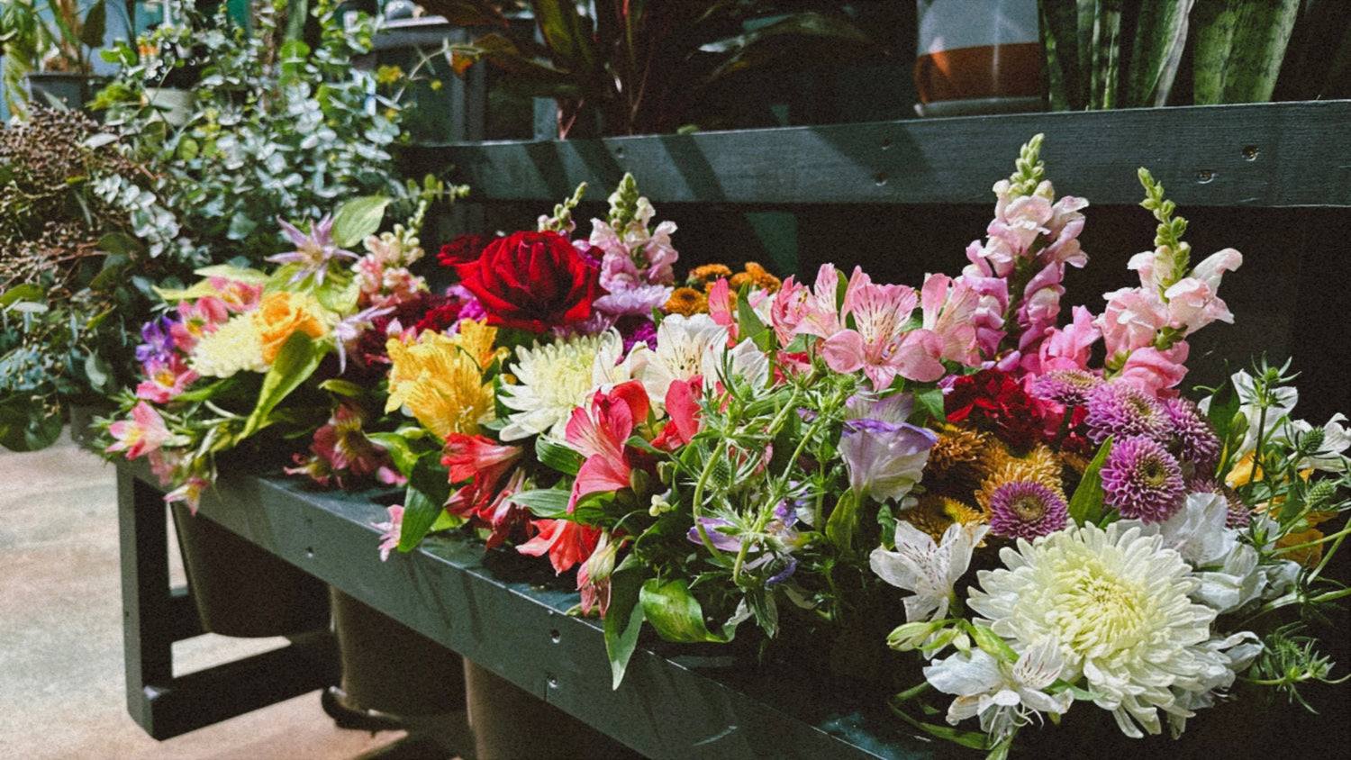 ALL PLANTS – Plant Gather