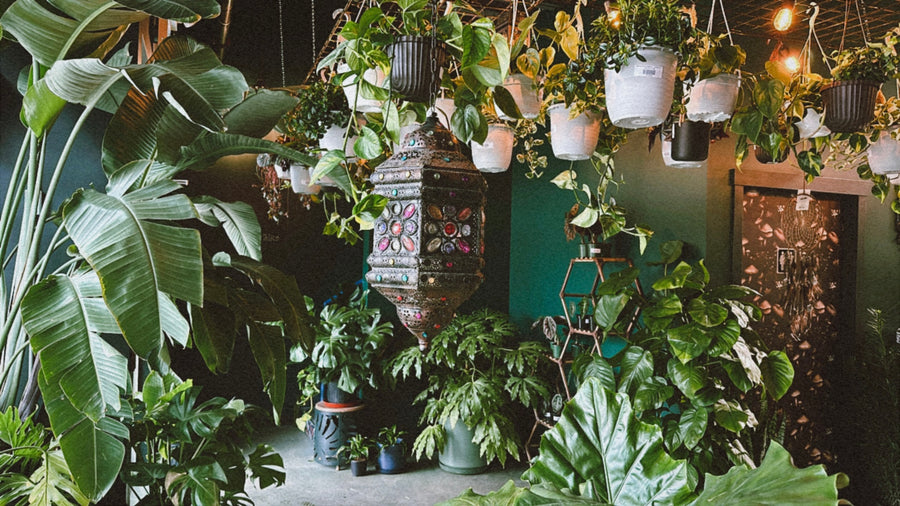 ALL PLANTS – Plant Gather