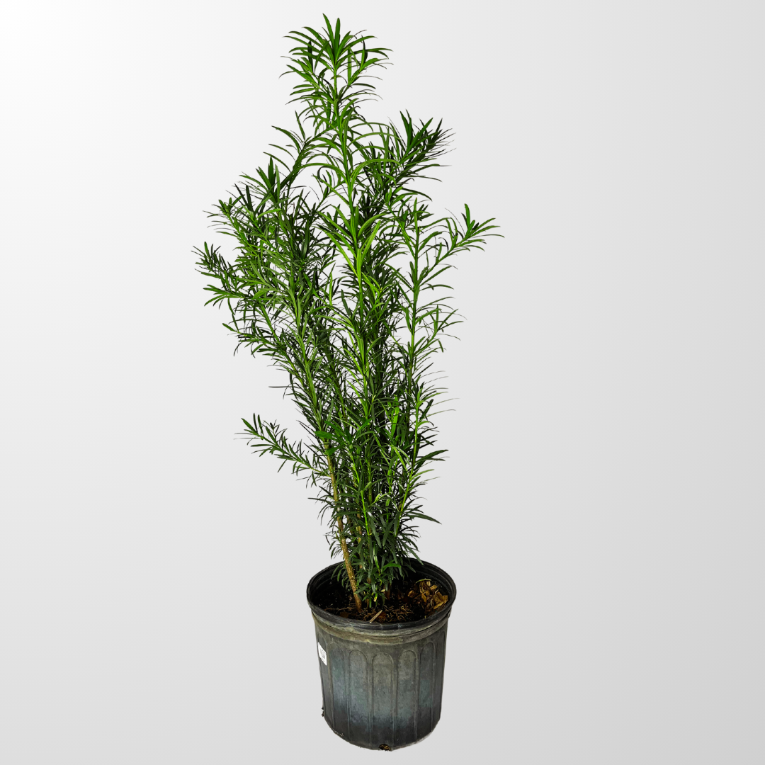 Buddhist Pine-Maki - Podocarpus macrophyllus – Plant Gather