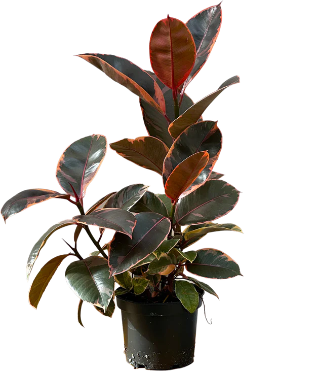 Ficus elastica - Robusta Ruby – Plant Gather