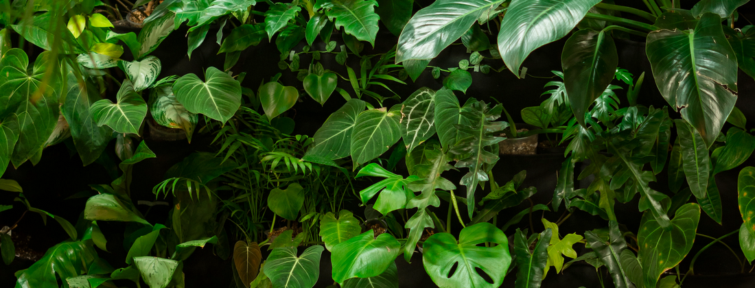 Plant Gather | Canada's Plant Shop | Shipping from Coast to Coast
