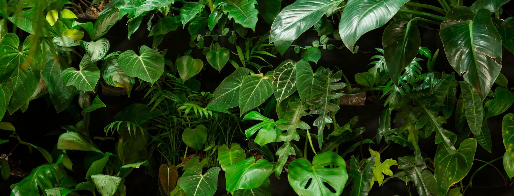 Plant Gather | Canada's Plant Shop | Shipping from Coast to Coast