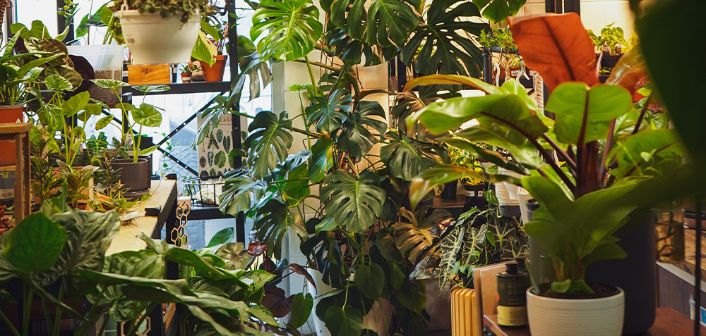 Plant Consultation – Plant Gather