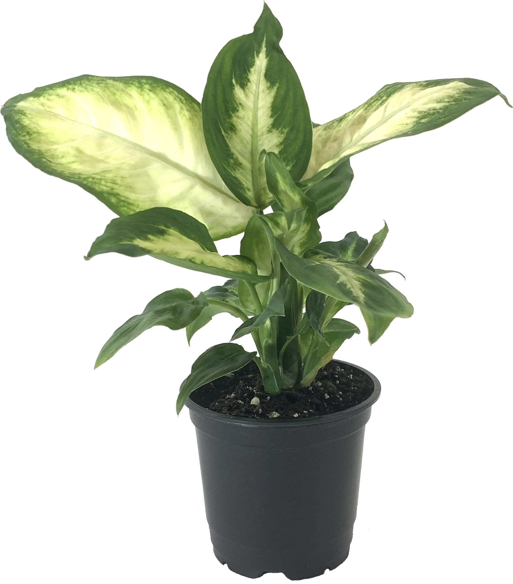 Dieffenbachia seguine - Camille – Plant Gather