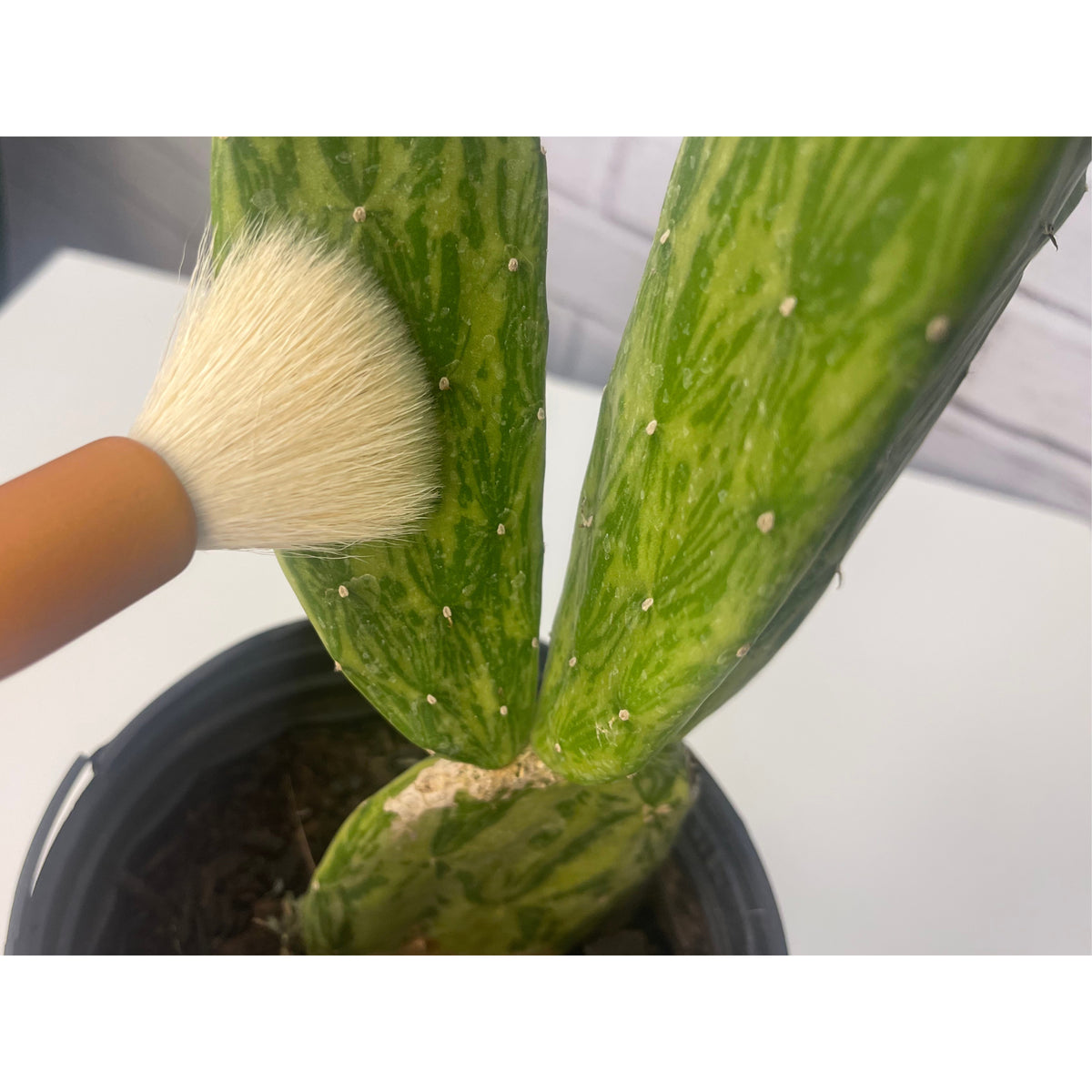 Cactus Dusting Brush - 2 pack – Plant Gather