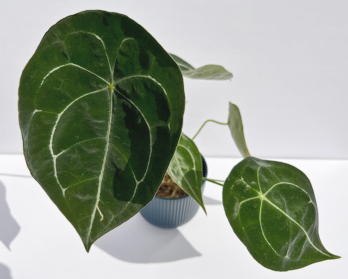 Anthurium Forgetii – Plant Gather