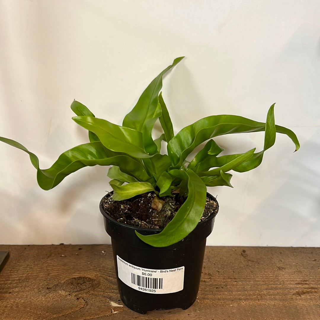 Asplenium antiquum 'Hurricane' - Bird's Nest Fern – Plant Gather