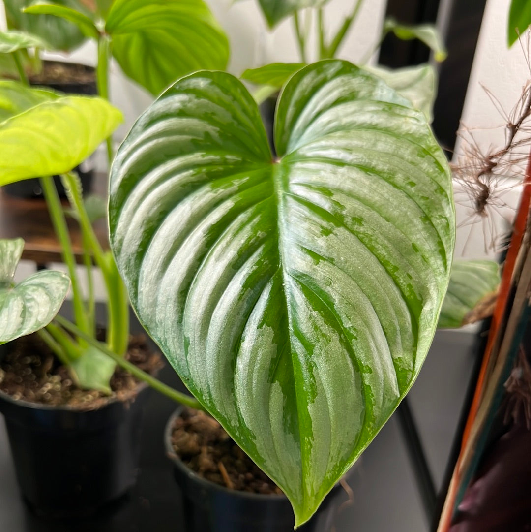 Philodendron mamei - Silver Cloud – Plant Gather