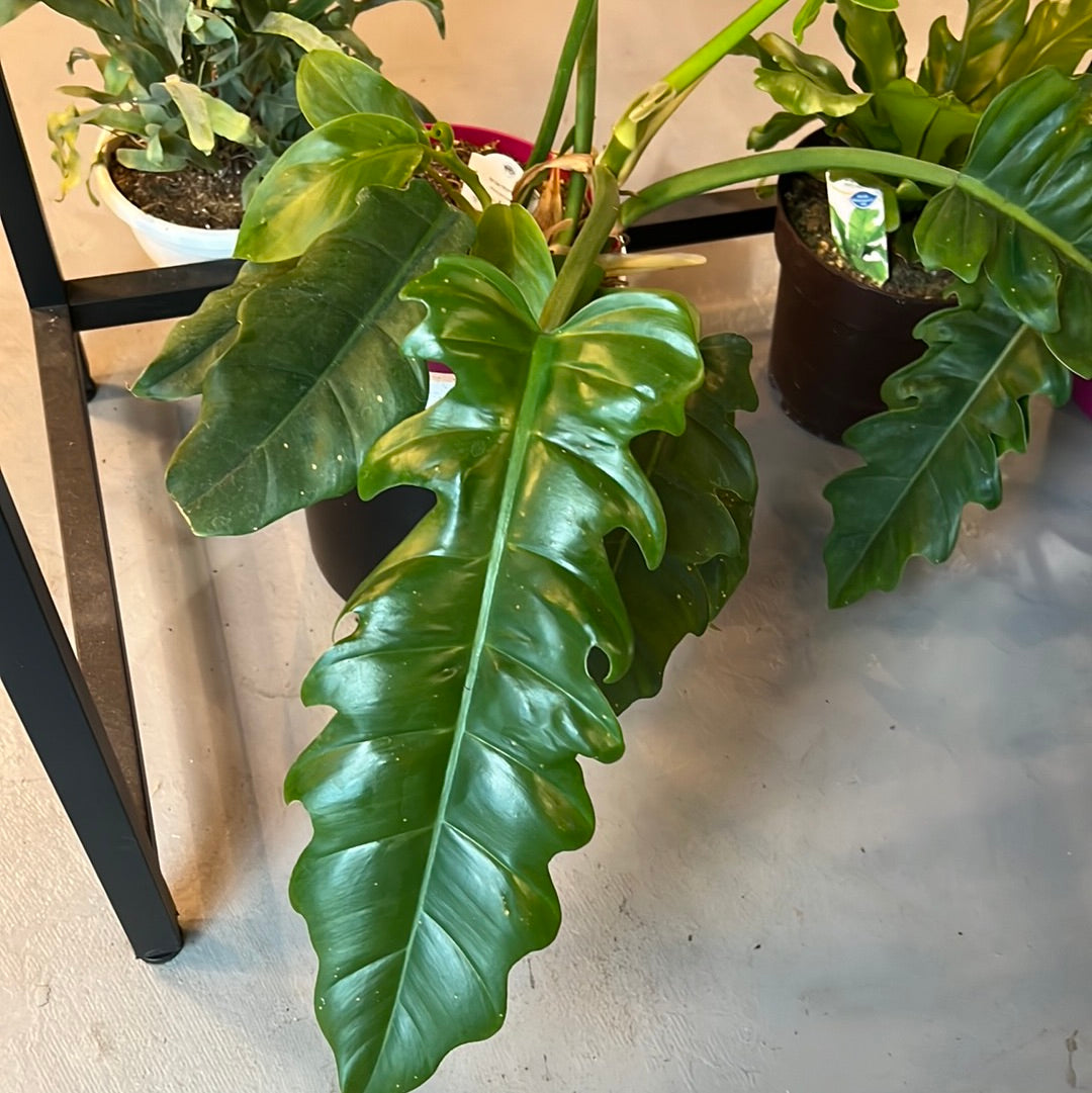 Philodendron Narrow - Tiger Tooth – Plant Gather