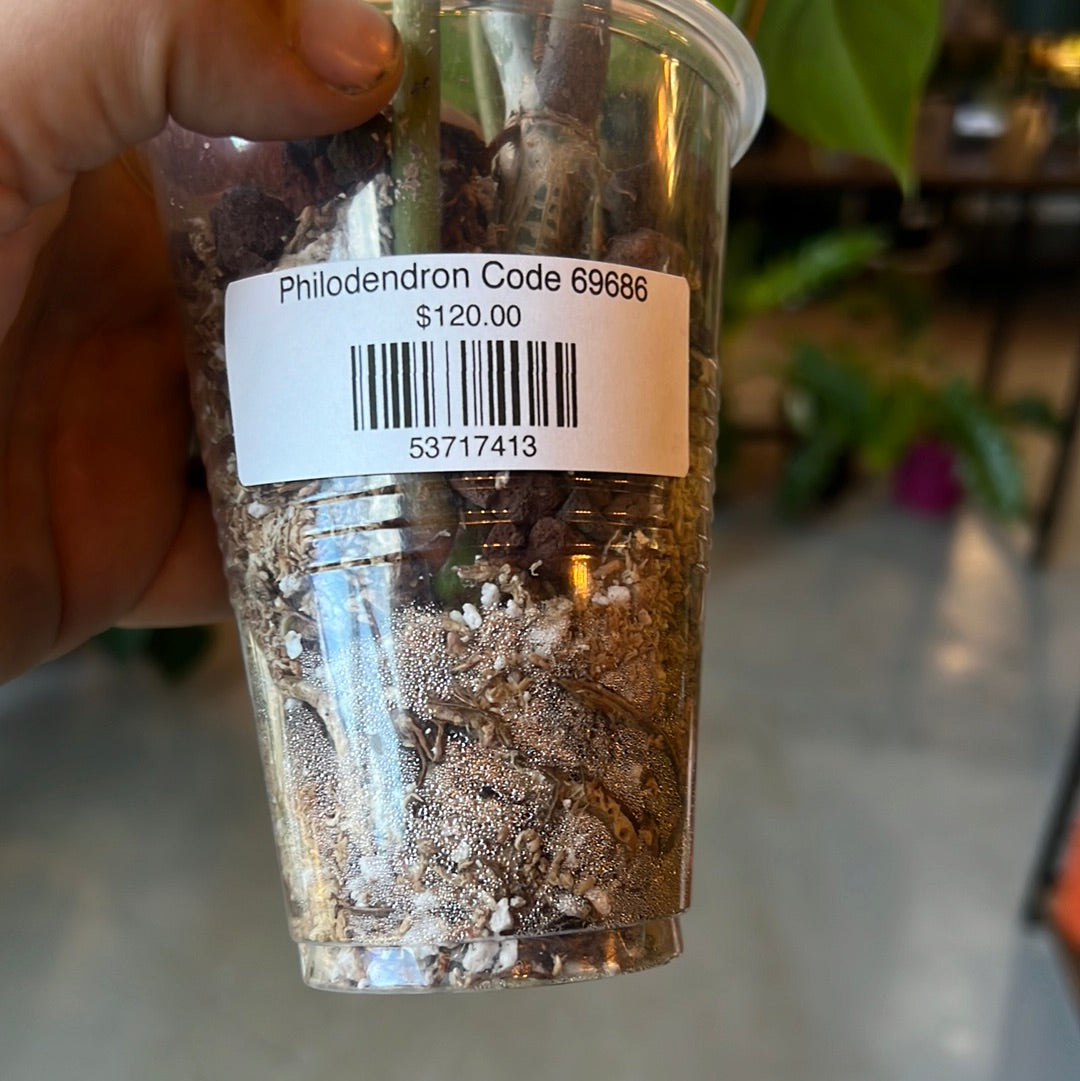 Philodendron Code 69686 – Plant Gather