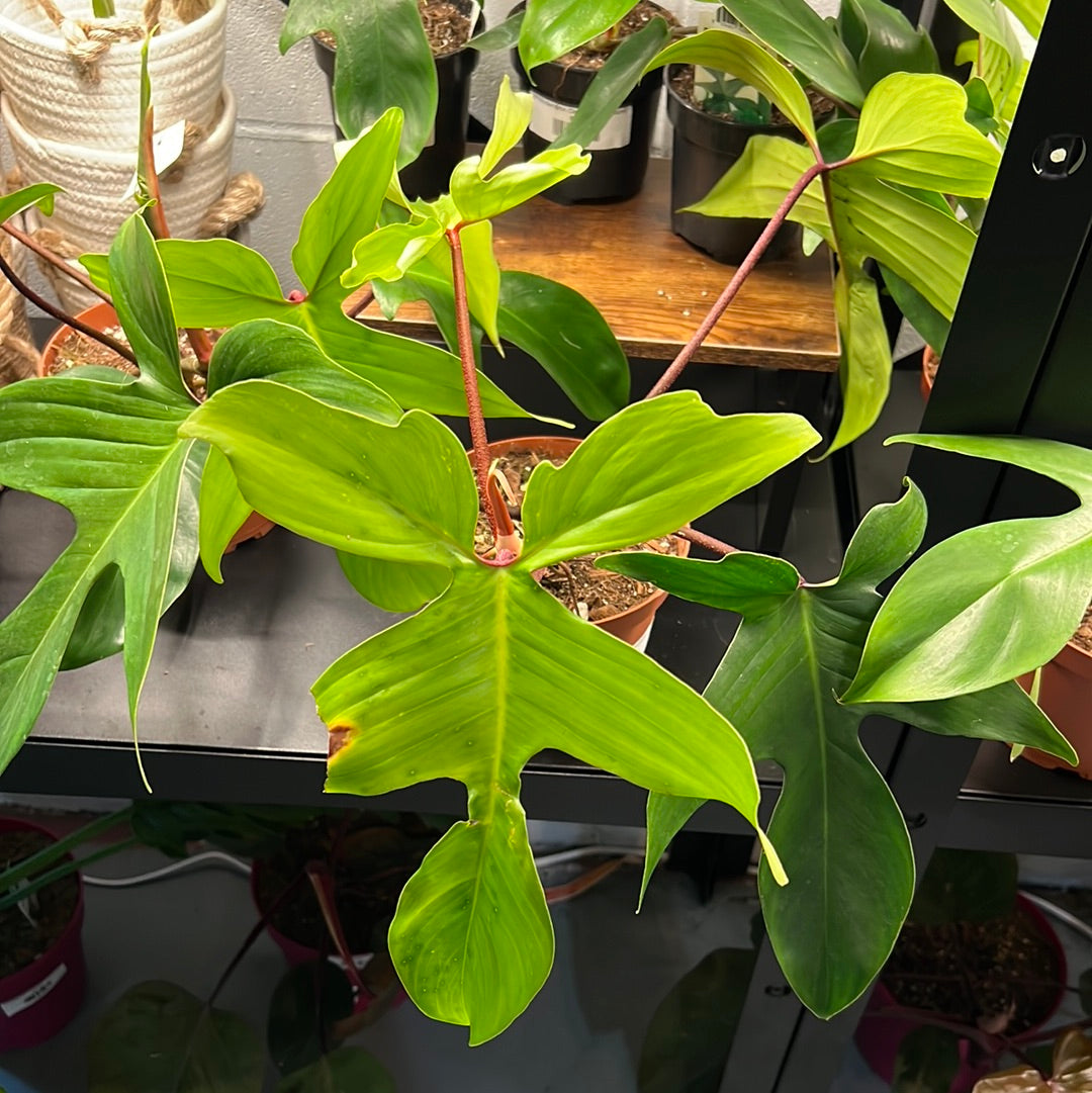 Philodendron Pedatum - Rudolph – Plant Gather