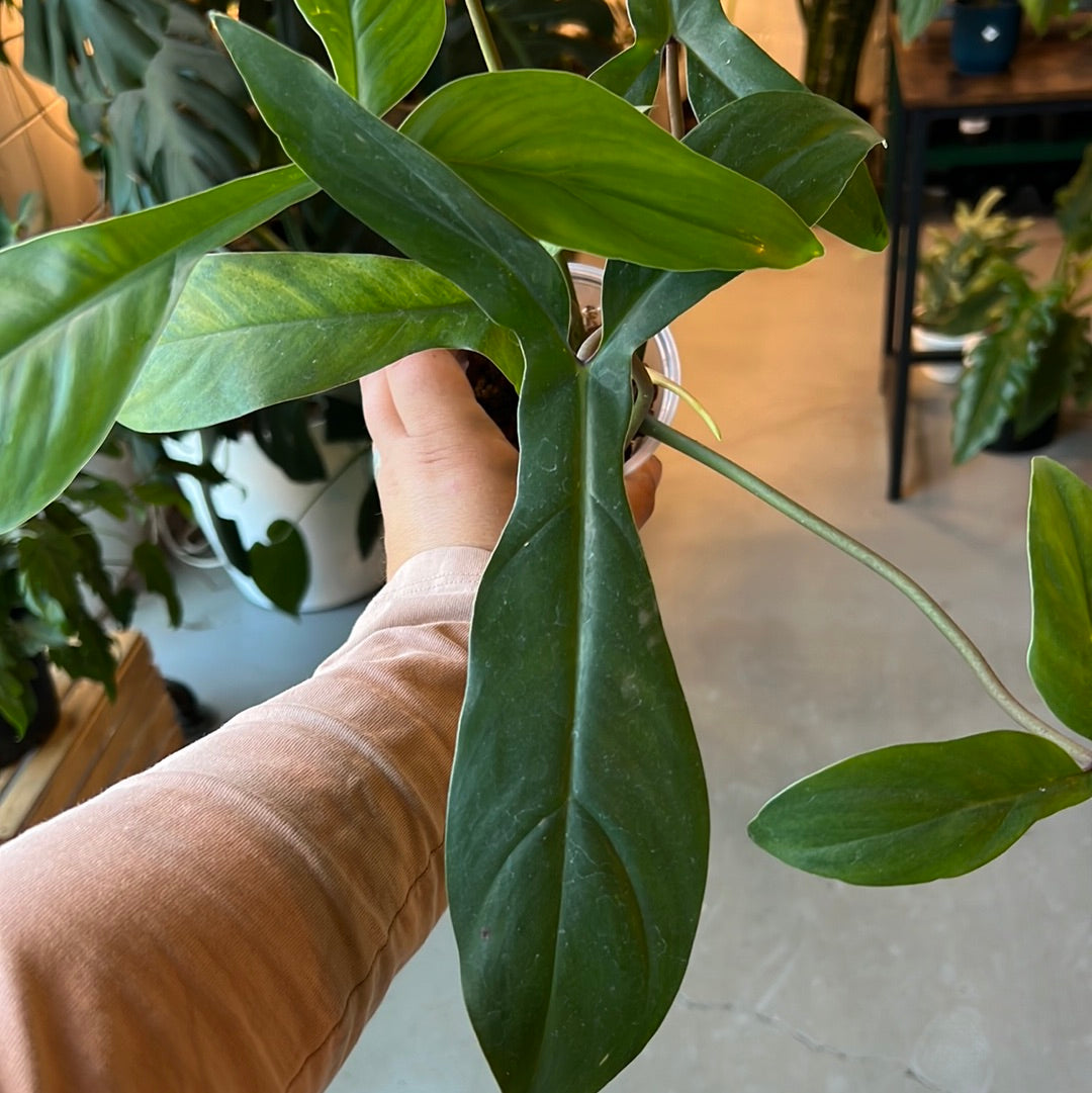 Philodendron Code 69686 – Plant Gather