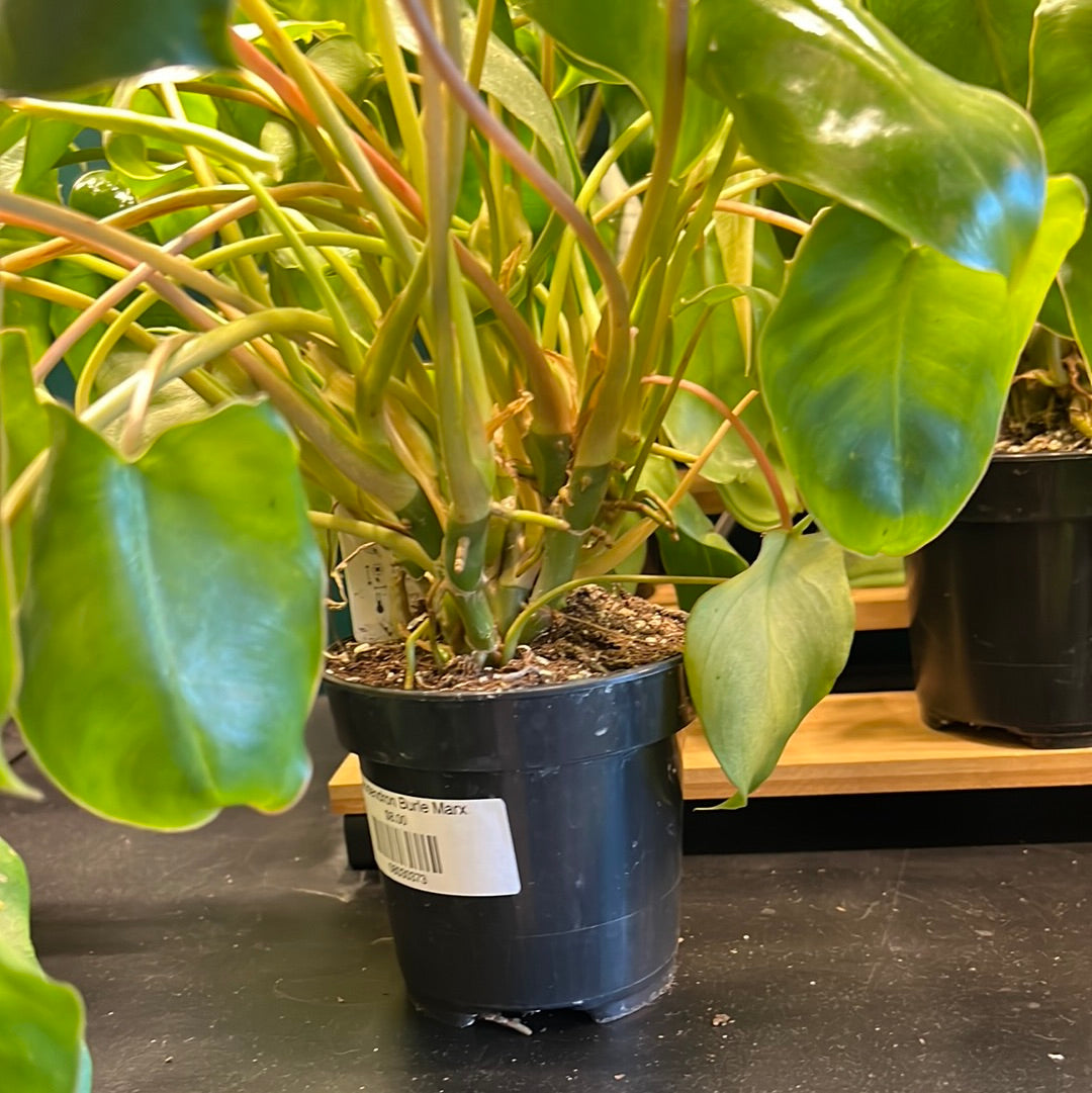 Philodendron Burle Marx – Plant Gather