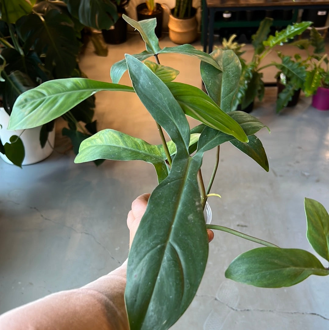 Philodendron Code 69686 – Plant Gather
